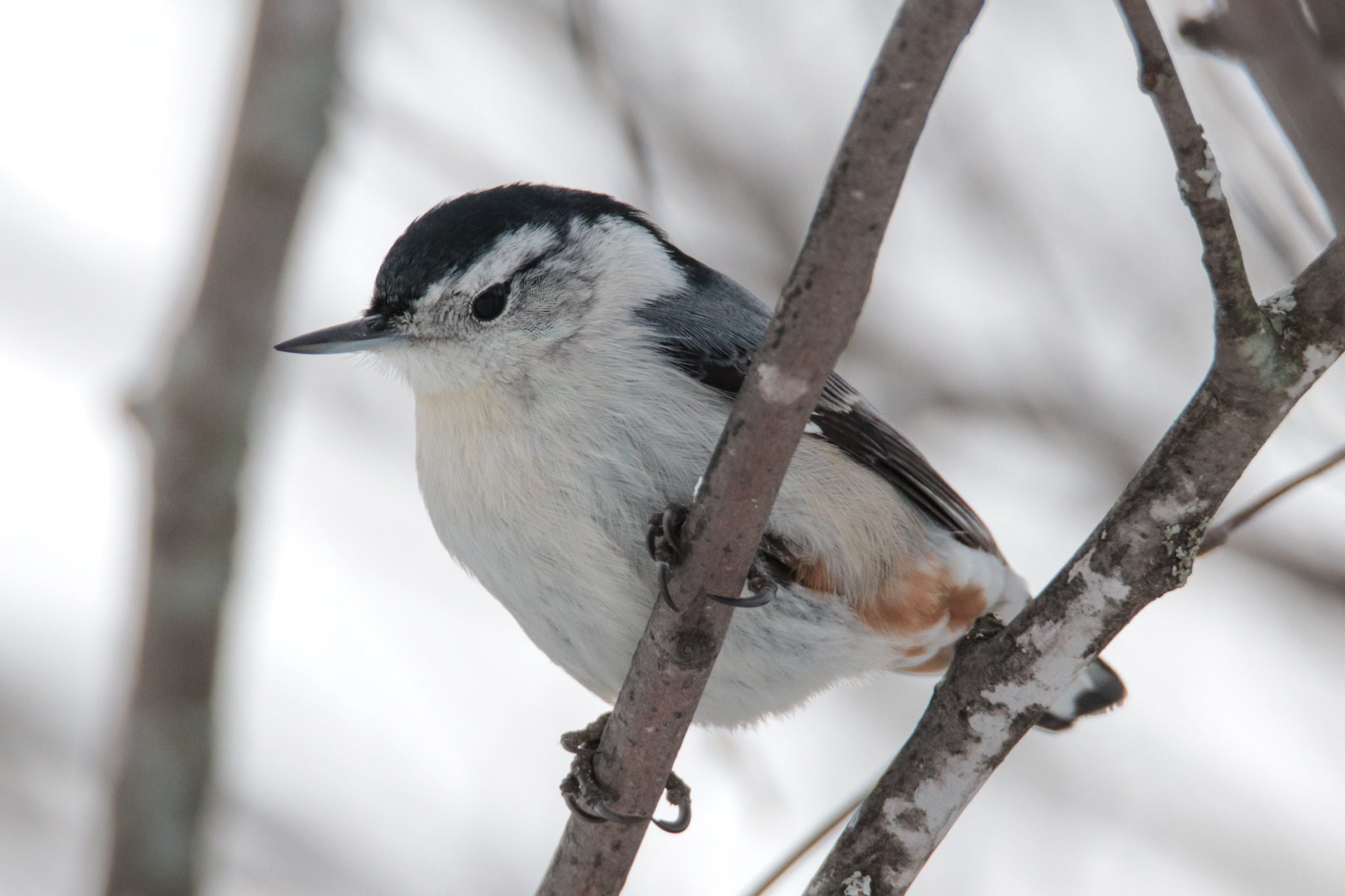 Les oiseaux en hiver, est-ce qu’ils ont froid? – les petites choses